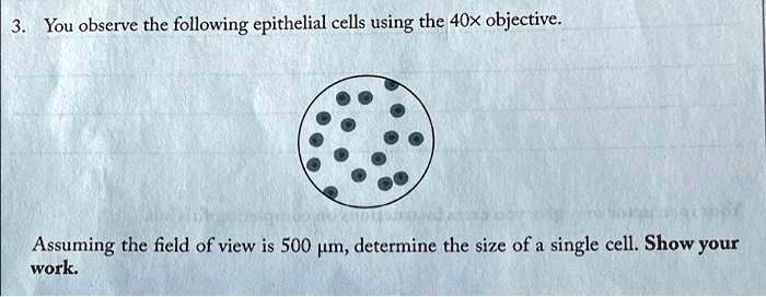 SOLVED: You observe the following epithelial cells using the 40x ...