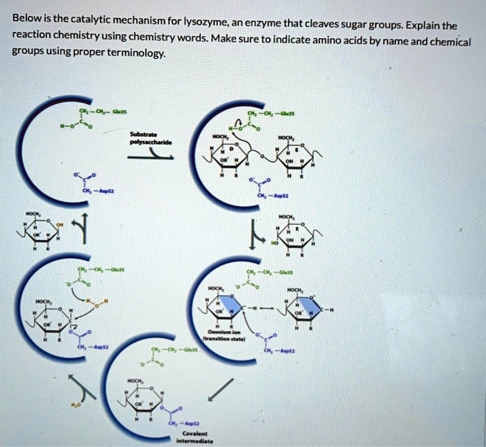 below is the catalytic mechanism for lysozyme an enzyme that cleaves ...