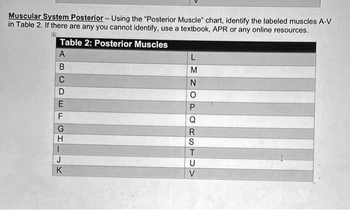 SOLVED: Muscular System Posterior - Using the "Posterior Muscle" chart ...