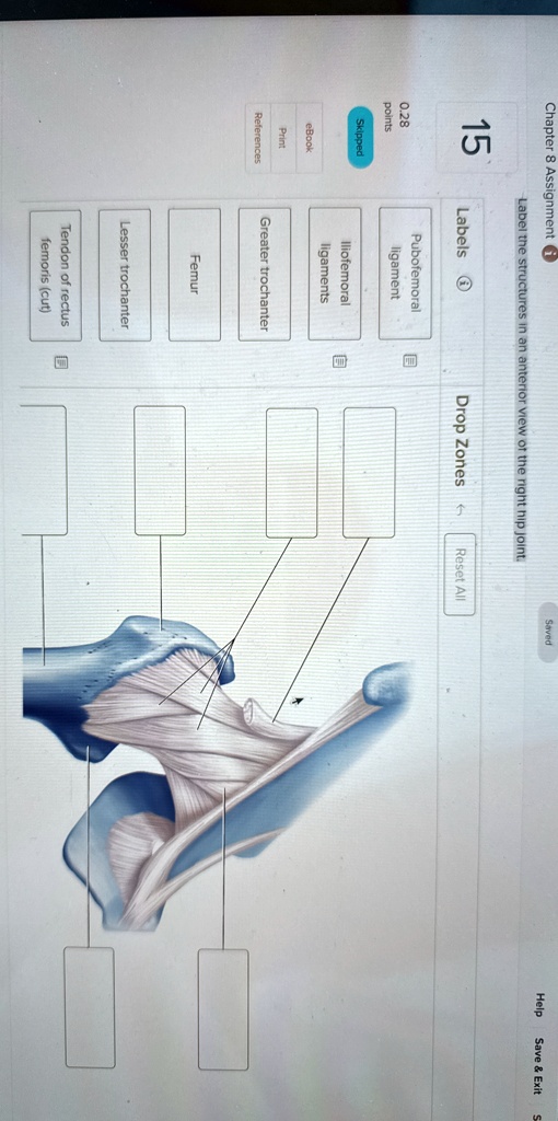 chapter 8 assignment i saved help save exit s label the structures in an anterior view of the ...