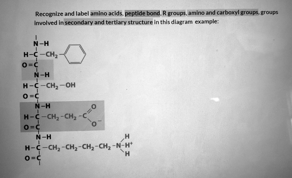 Recognize and label amino acids, peptide bond, R groups,...