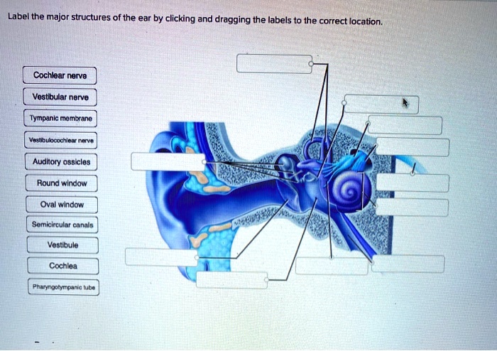SOLVED: Label the major structures of the ear by clicking and dragging ...