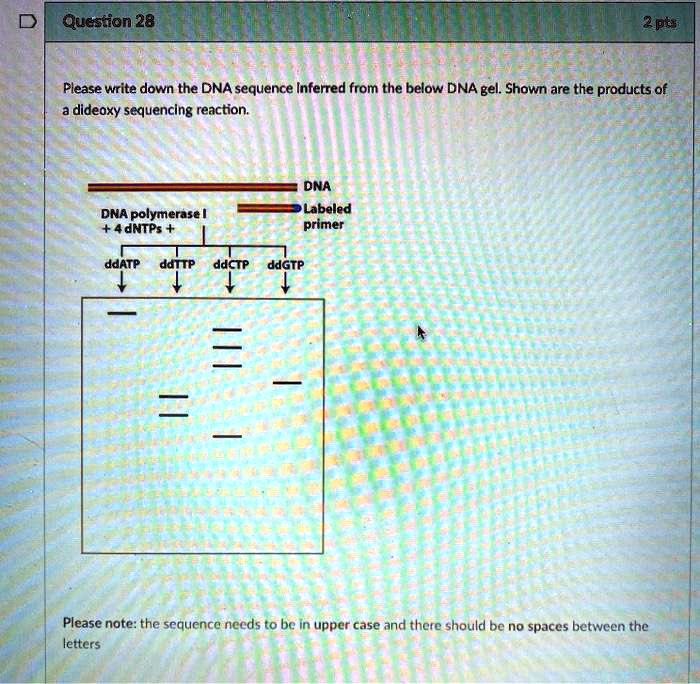 SOLVED: Question 28 2ps Please write down the DNA sequence Inferred from the below DNA gel ...