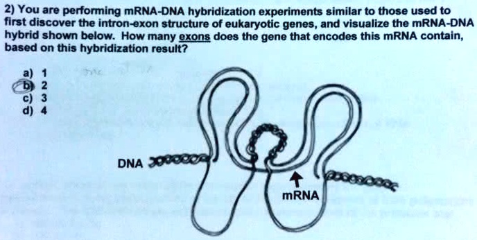 SOLVED: Please help. 2) You are performing mRNA-DNA hybridization ...