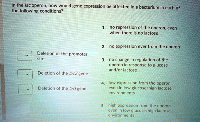SOLVED: In the Iac operon how would gene expression be affected in a ...