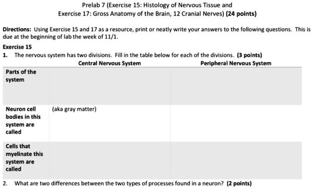 SOLVED: Prelab 7 (Exercise 15: Histology of Nervous Tissue and Exercise ...