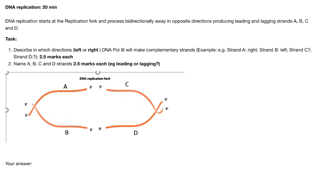 SOLVED: DNA replication:20 min DNA replication starts at the Replication fork and process ...