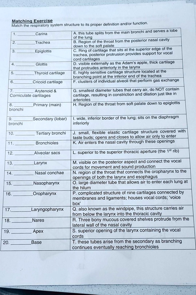 SOLVED: Matching Exercise: Match the respiratory system structure to ...