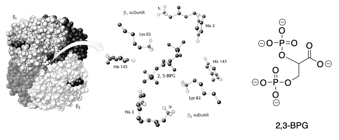 SOLVED: 2,3-BPG binds to the T state (low oxygen affinity state) of ...