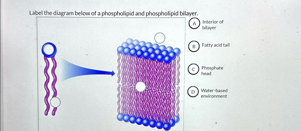Label the diagram below of a phospholipid and phospholipid bilayer ...