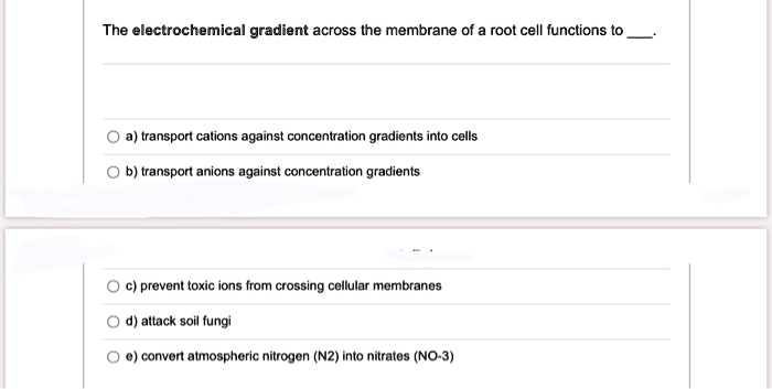 the electrochemical gradient across the membrane of root cell functions ...