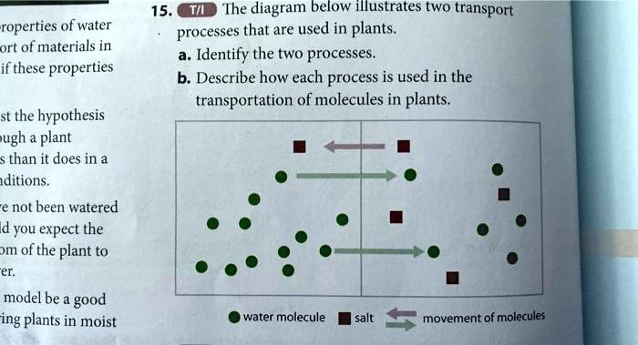 15 tii the diagram below illustrates two transport processes that are ...