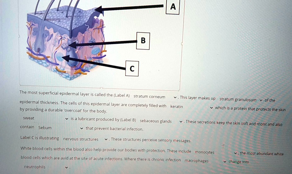 b the most superficial epidermal layer is called the label a stratum ...