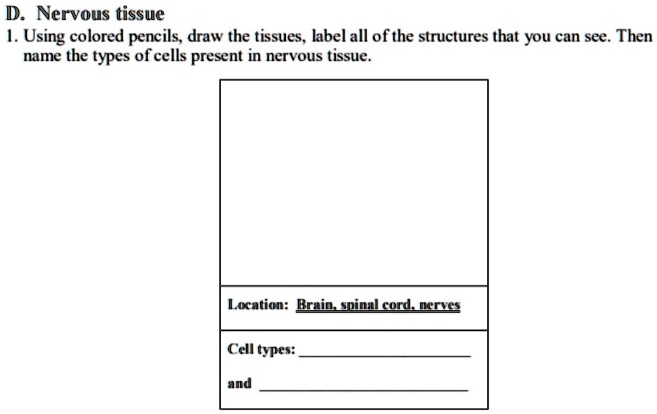 SOLVED: Nervous tissue: Using colored pencils, draw the tissue of the ...