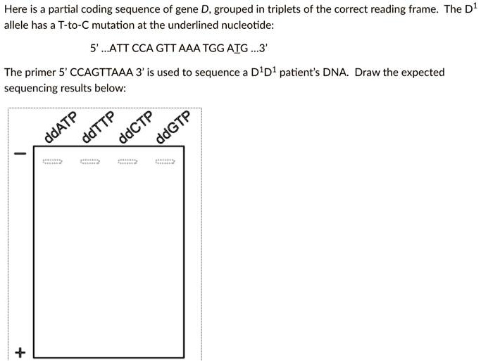 SOLVED: Here is a partial coding sequence of gene D, grouped in ...