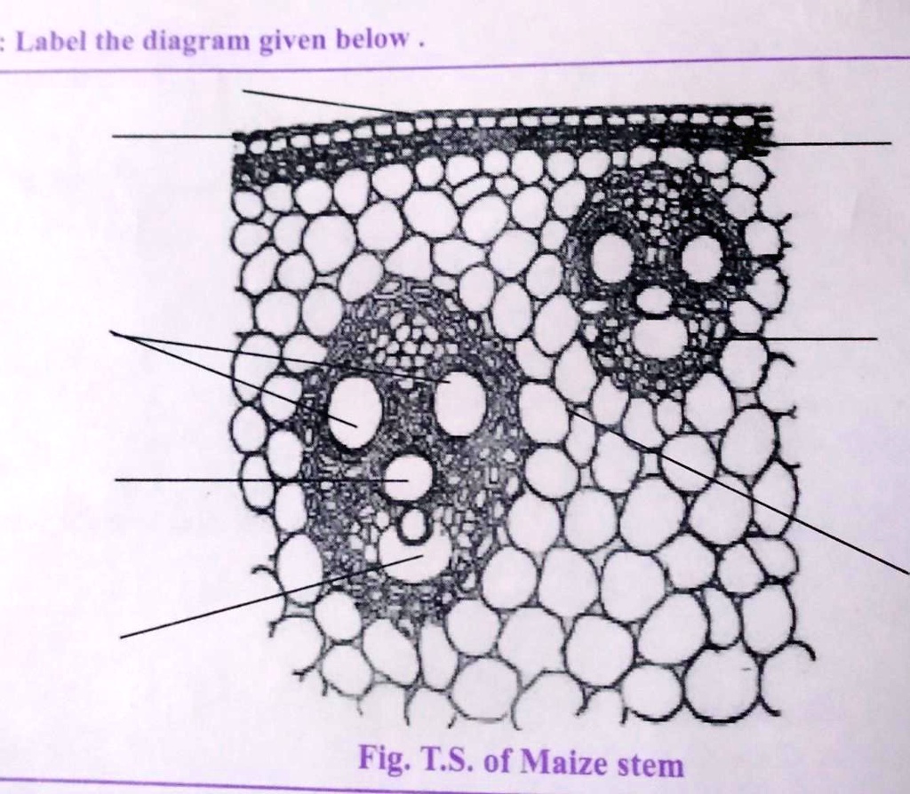 SOLVED: Label the diagram given below. Label the diagram given below ... SOLVED: Label the diagram given below. Label the diagram given below ...