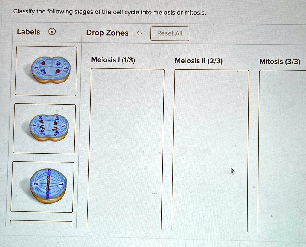 [GET ANSWER] classify the following stages of the cell cycle into ...