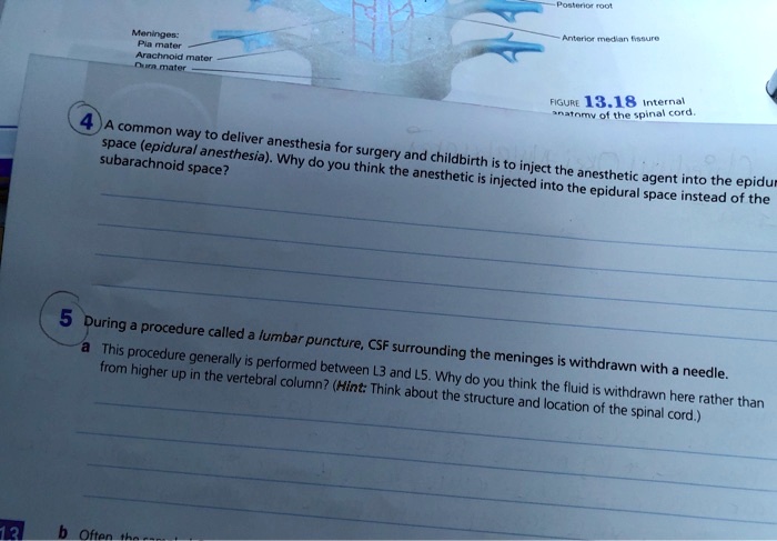 poatuitync monangos umater arctoid mater enalu inltn figurt 1318 ...