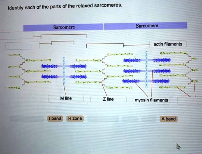 SOLVED: Identify each of the parts of the relaxed sarcomeres: Sarcomere ...