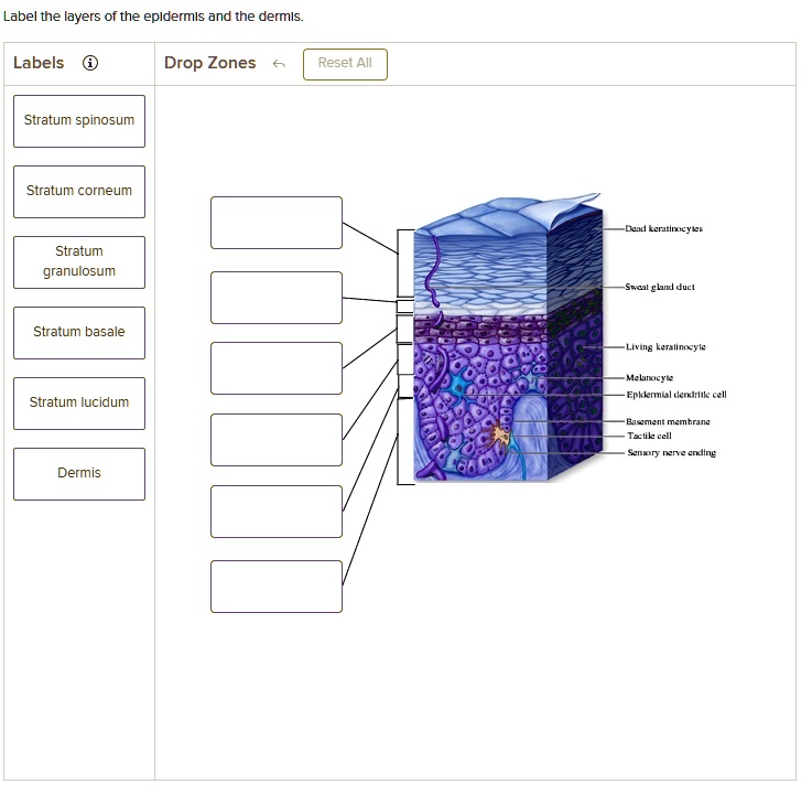 Label the layers of the epidermis and the dermis. Labels Stratum ...