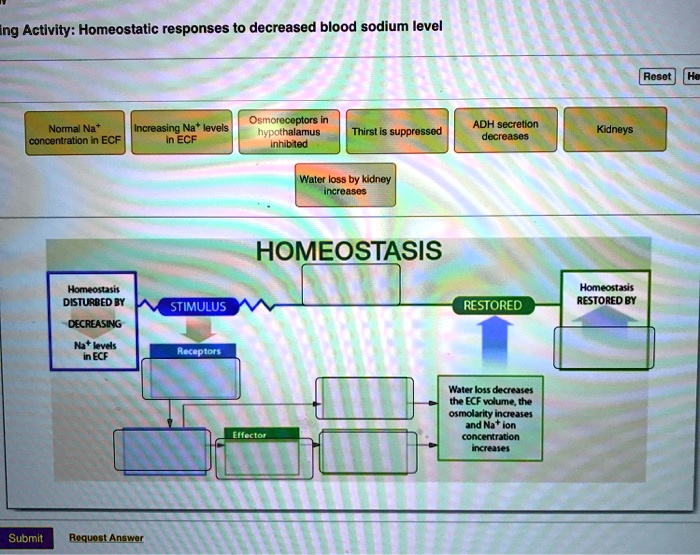 ing activity homeostatic responses to decreased blood sodium level ...