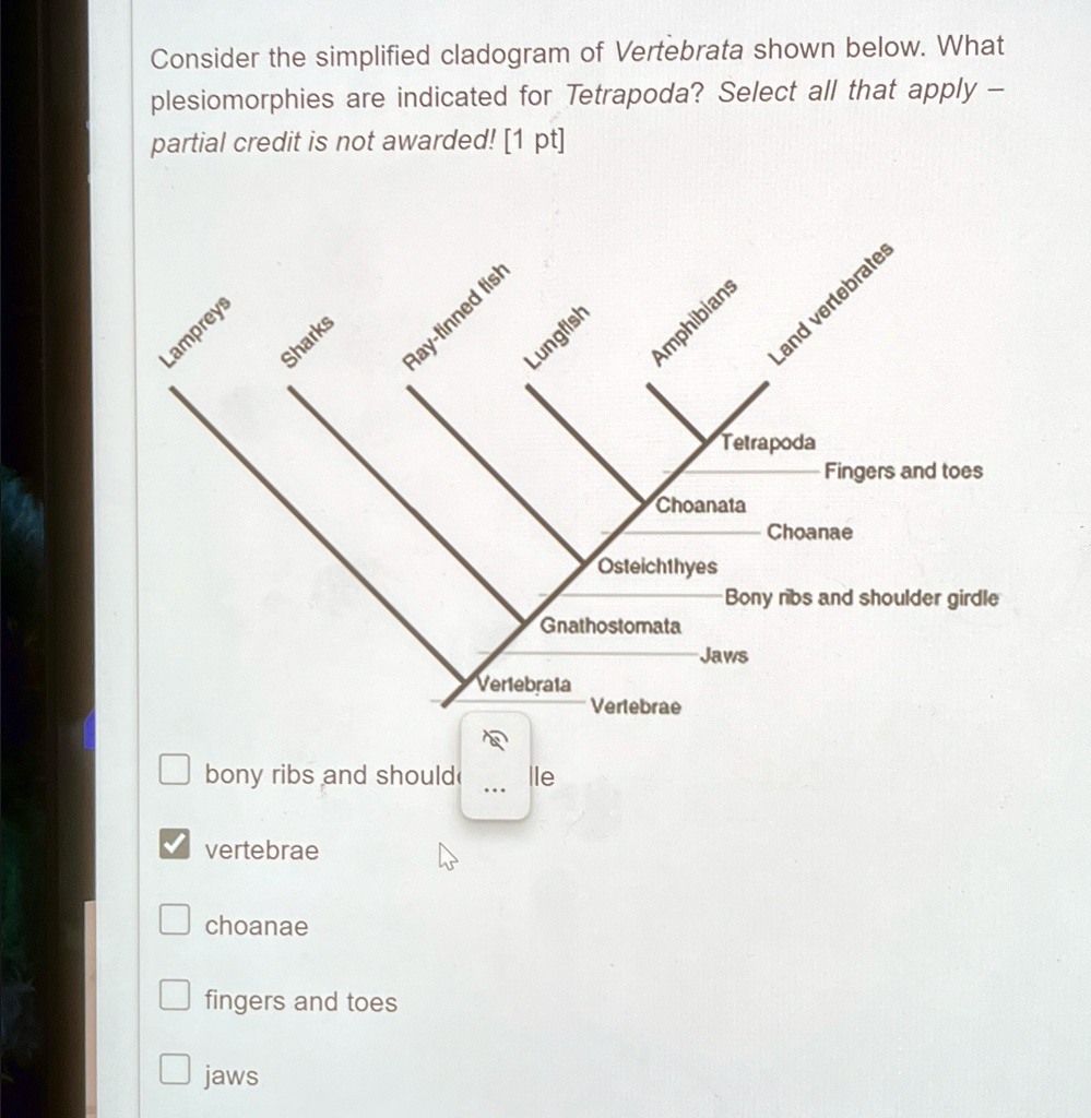 Consider the simplified cladogram of Vertebrata shown below. What ...