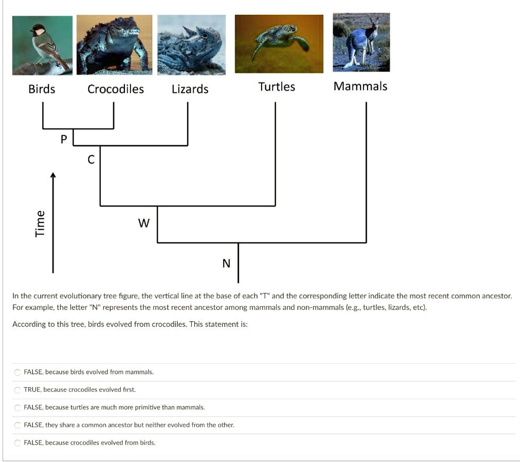 SOLVED:Birds Crocodiles Lizards Turtles Mammals 2 W In the current ...