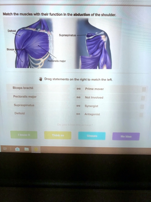 Match the muscles with their function in the abduction of the shoulder ...
