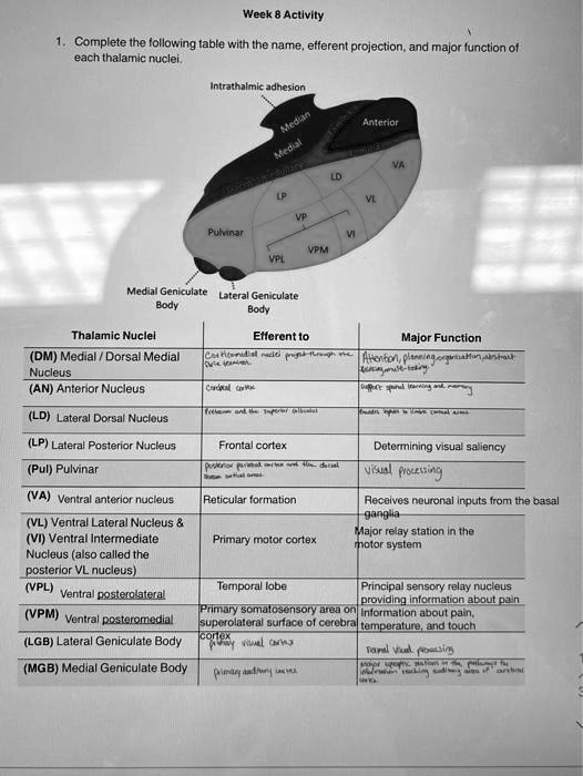 Week 8 Activity 1. Complete the following table with the name, efferent ...