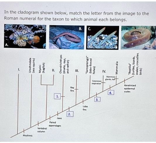 In the cladogram shown below, match the letter from the image to the ...