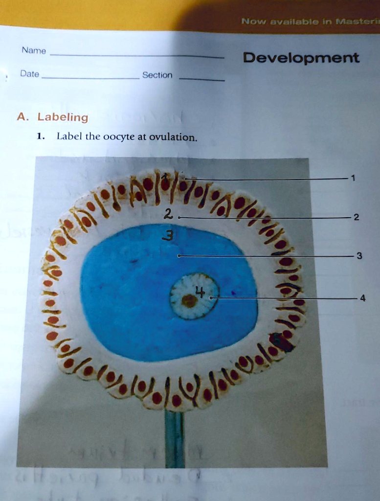 SOLVED: Now available in Master Name Development Date Section A ...