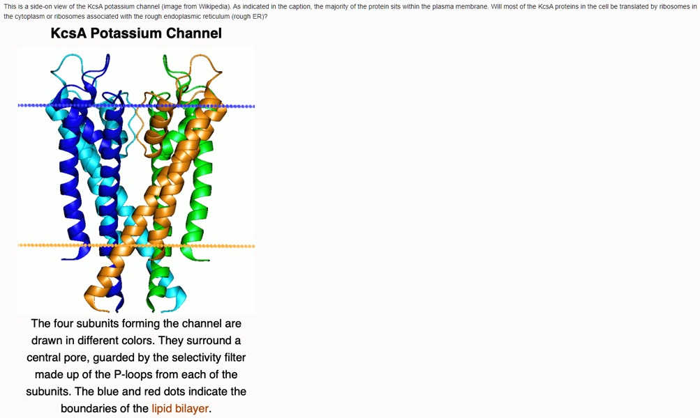 SOLVED: This is a side-on view of the potassium channel made by the ...