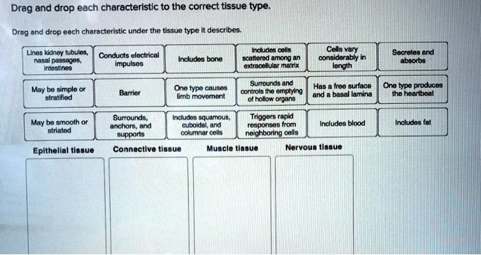 Drag and drop each characteristic to the correct tissue type. Drag and ...