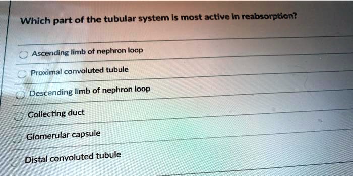 which part of the tubular system is most active in reabsorption ...