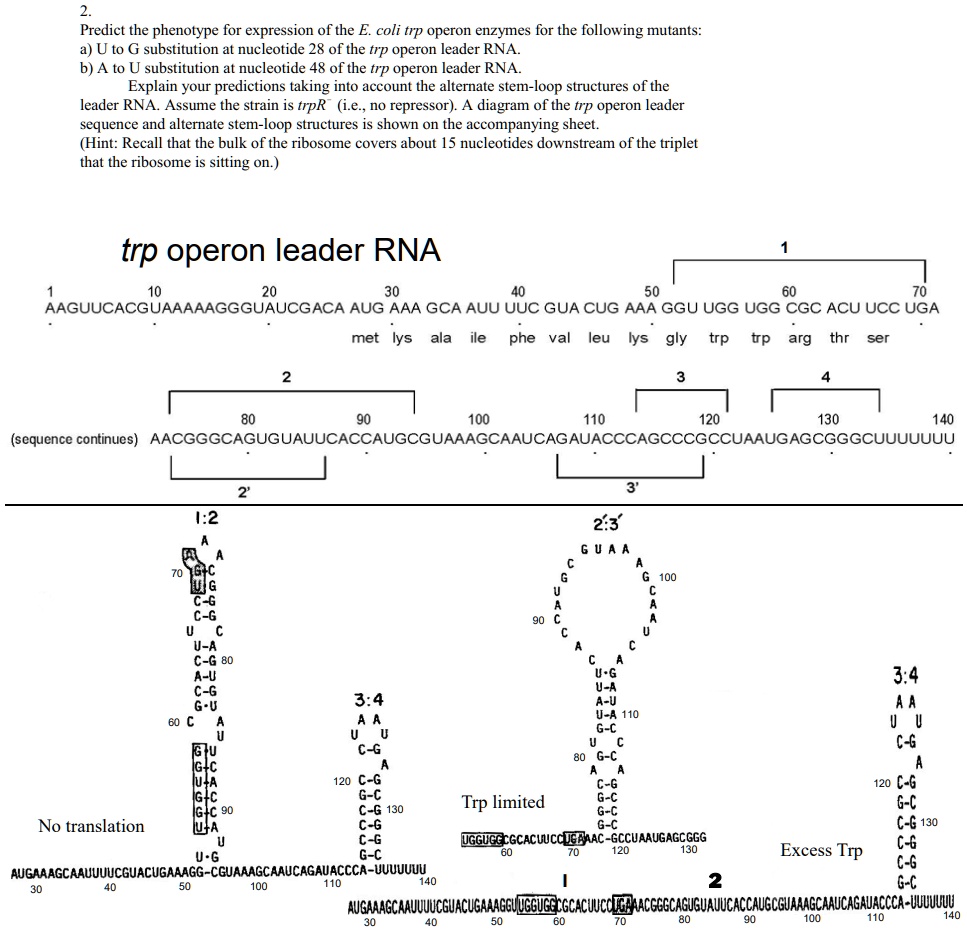 predict the phenotype for expression of the e coli trp operon enzymes ...
