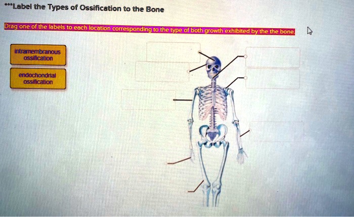 ***Label the Types of Ossification to the Bone Drag one of the labels ...