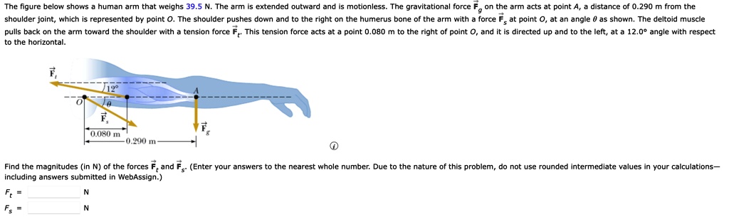 the figure below shows human arm that weighs 395 n the arm extended ...