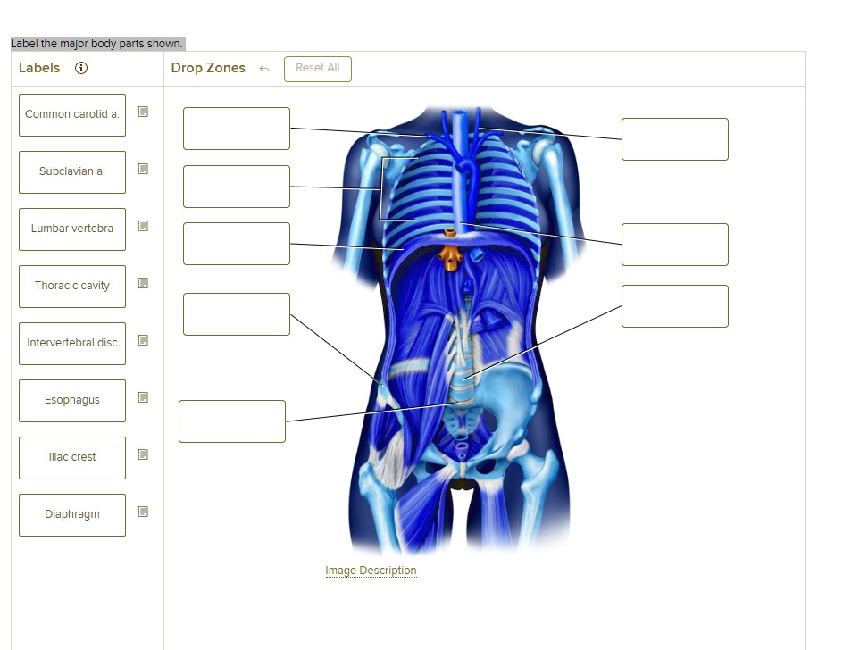 label the major body parts shown labels common carotid a subclavian a ...