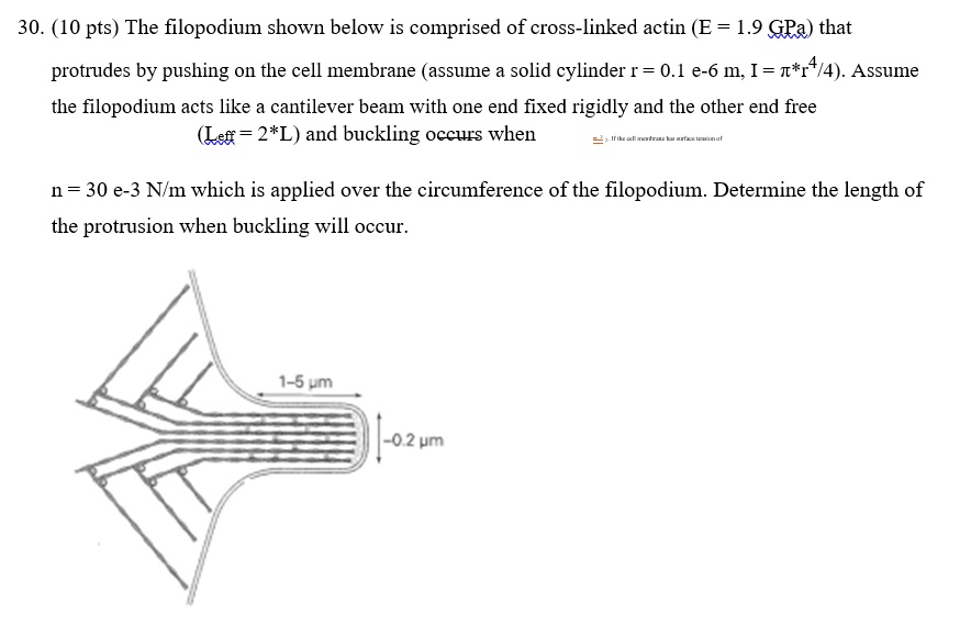 30 10 pts the filopodium shown below is comprised of cross linked actin ...