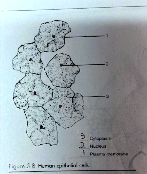 SOLVED: is this correct? Cytoplasm 2 Nudeus ) Plasma membrane Figure 3.8 Human epithelial cells