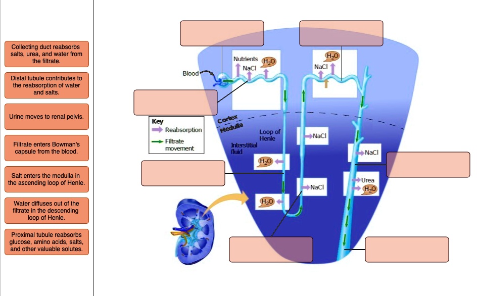 Collecting duct reabsorbs salts, urea, and water from the filtrate ...