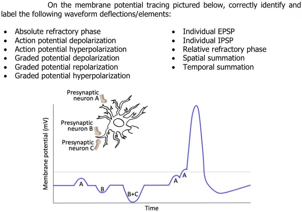 on the membrane potential tracing pictured below correctly identify and ...