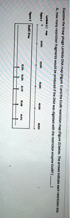 SOLVED: 1 U DNA map (Figure 1) produced 1 1 and the EcoRi W H 1 1 EcoRl ...