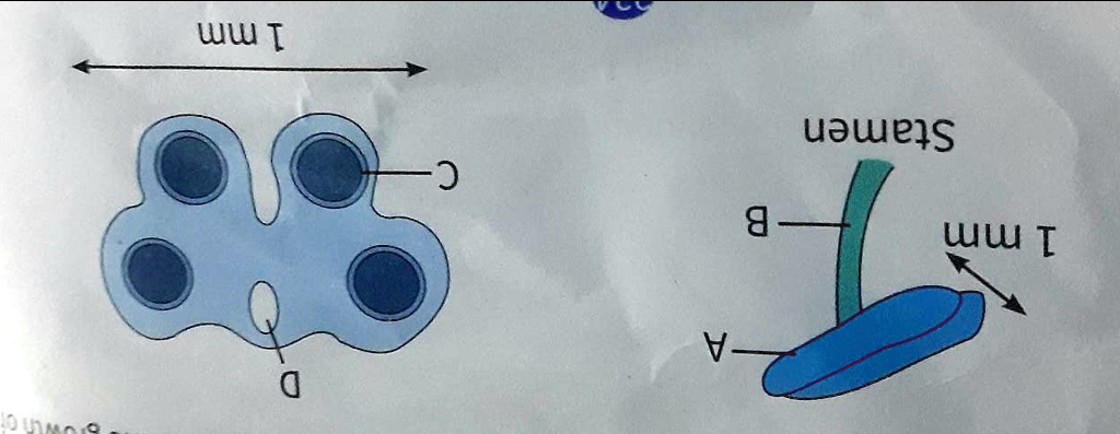 SOLVED: The diagrams show a stamen and a section cut through the anther ...