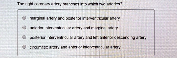 The right coronary artery branches into which two arteries? marginal ...