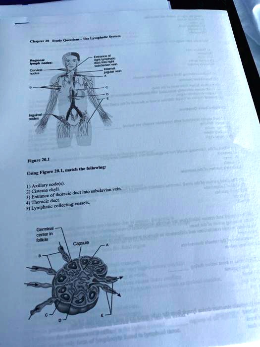 figure 201 uing figure 201match the following 1 axillary nodcs ...