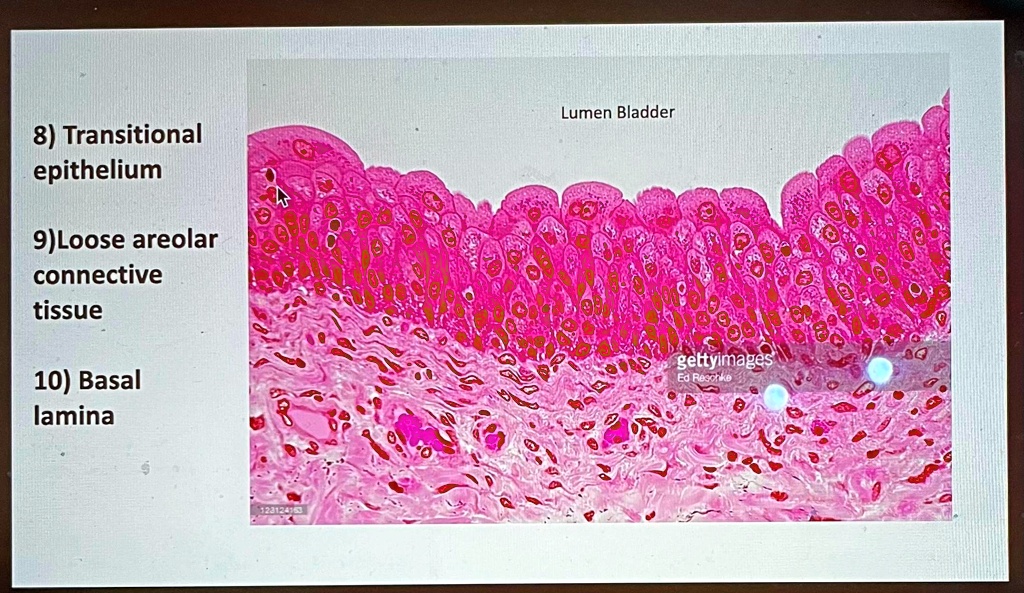transitional epithelium loose areolar connective tissue basal lamina ...