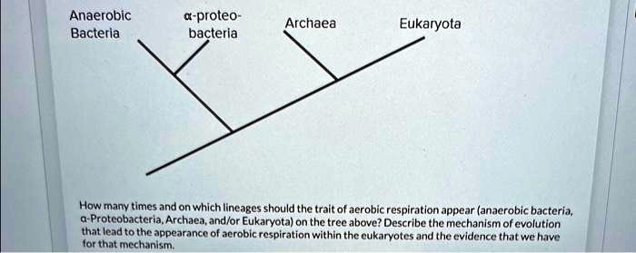 Anaerobic Bacteria ?-proteo- bacteria Archaea Eukaryota How many times ...