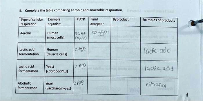 5. Complete the table comparing aerobic and anaerobic respiration. Type ...