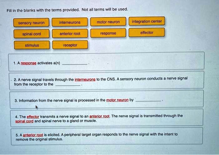 SOLVED: 1. A response activates an effector. 2. A nerve signal travels ...